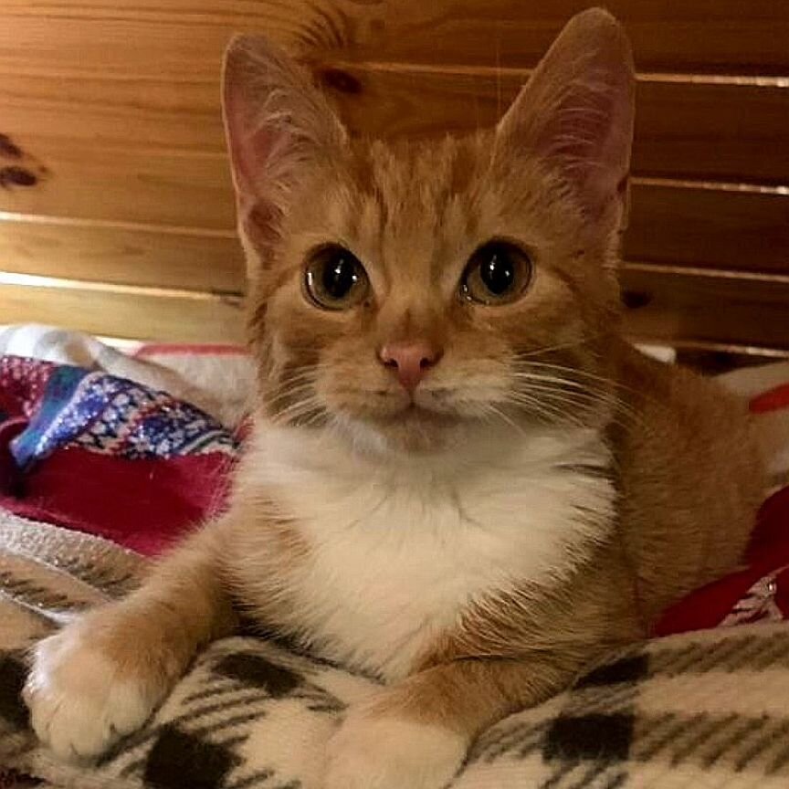 Котенка подобрали на даче