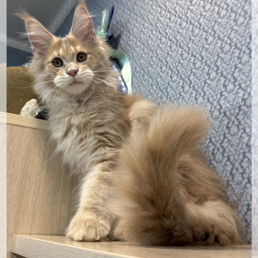 Мейн-кун котёнок