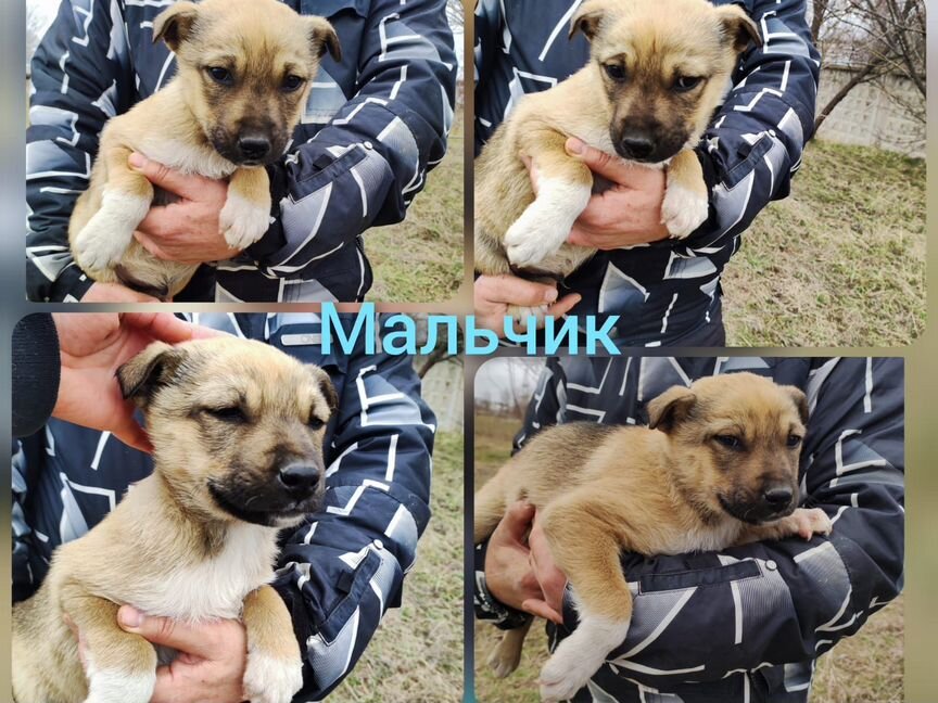 Собака в добрые руки