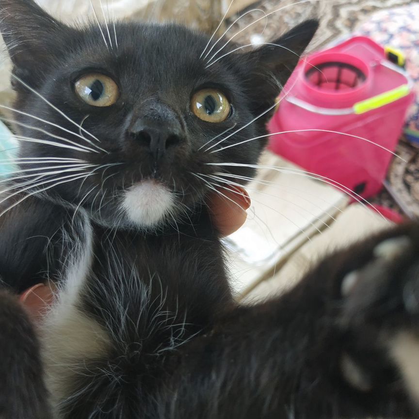 Котята крысоловы в добрые руки