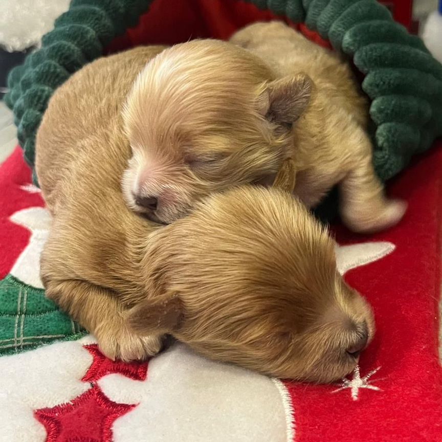 Щенки мальтипу