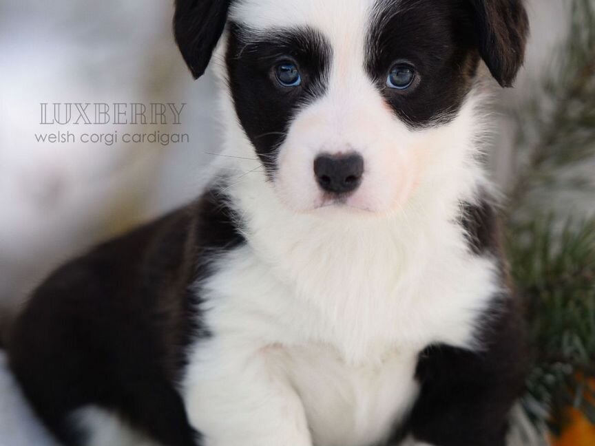 Щенки Вельш-корги кардиган