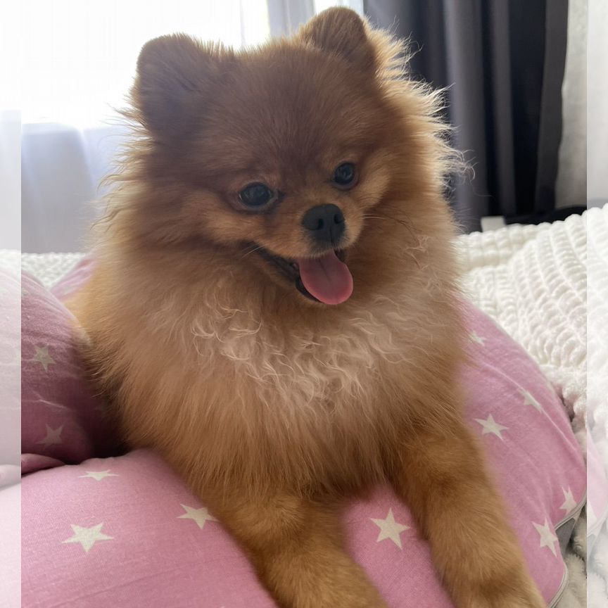 Немецкий шпиц