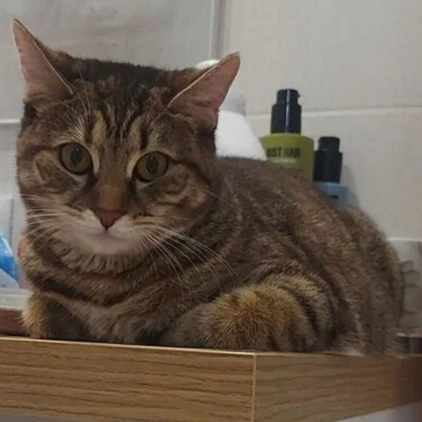Отдаю кошку