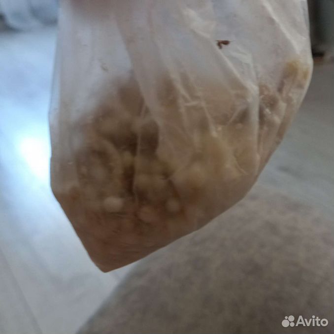 Замороженные яйца улиток.(не пригодны)