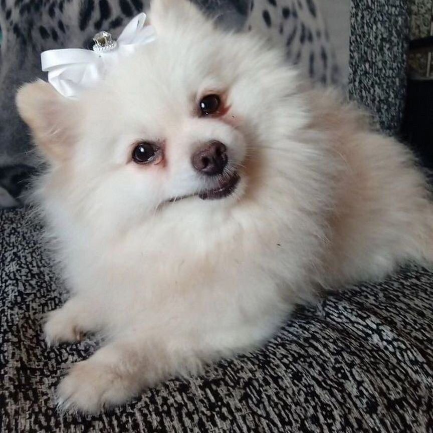 Померанский шпиц мини девочка белая