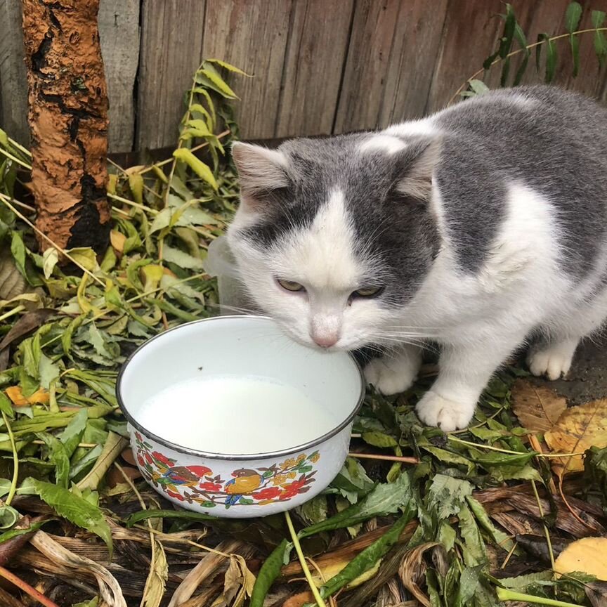 Кошечка потеряшка