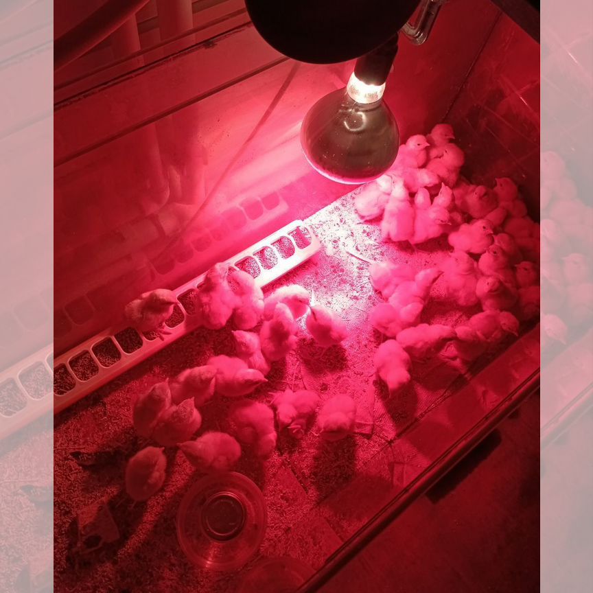 Цыплята породы мини-мясная