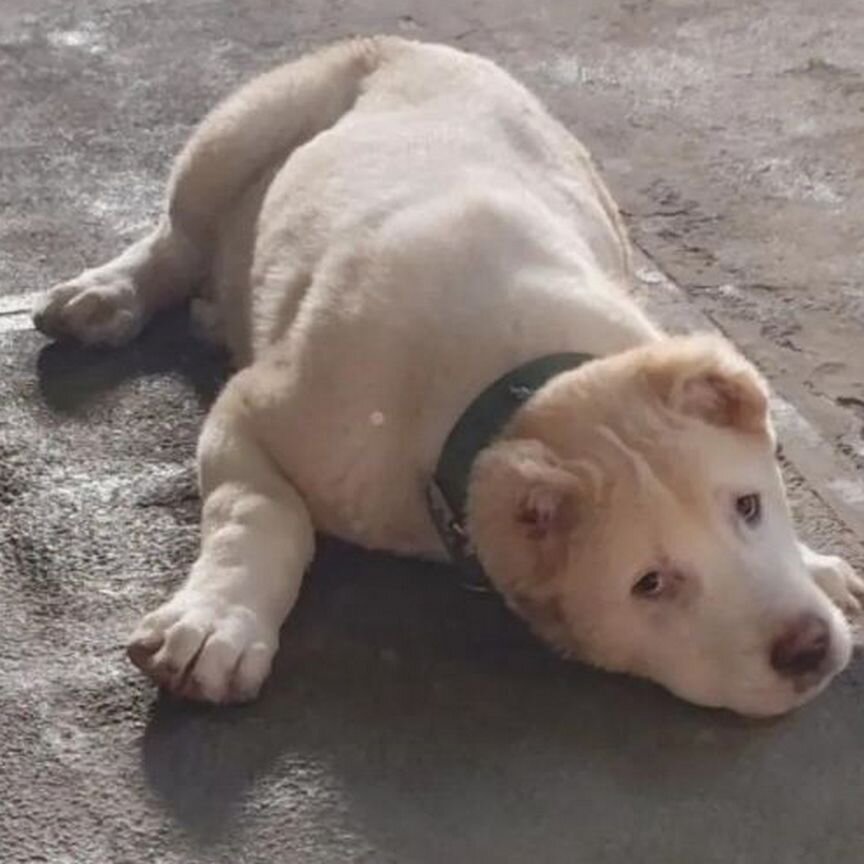 Афганская аборигенная борзая, щенок