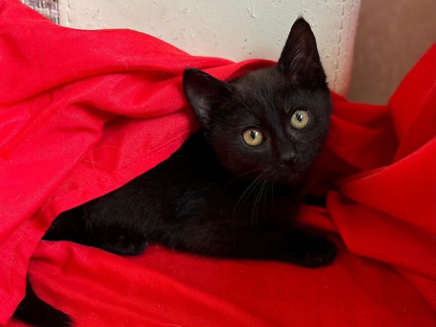 Котята