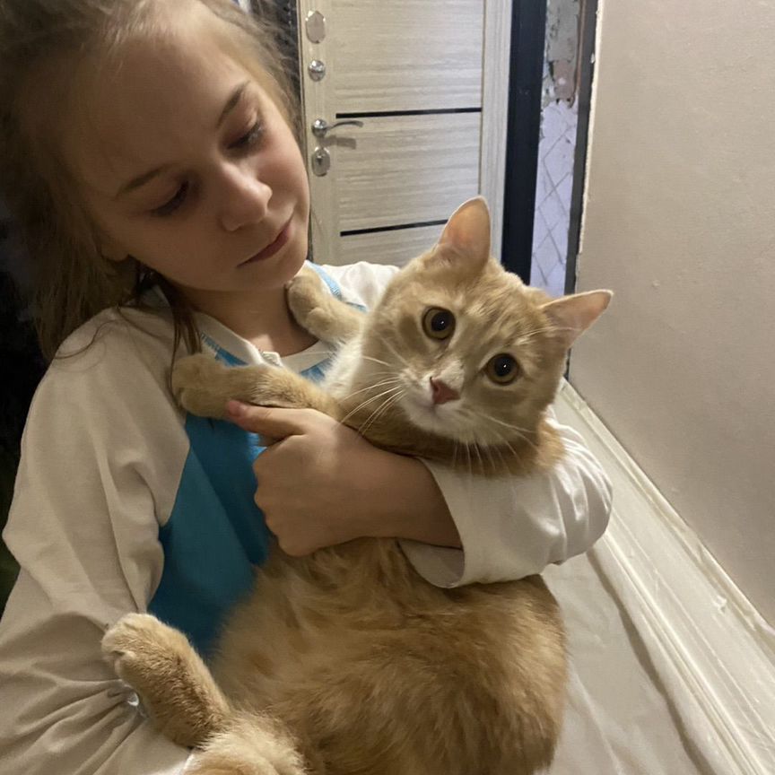 Кот в добрые руки