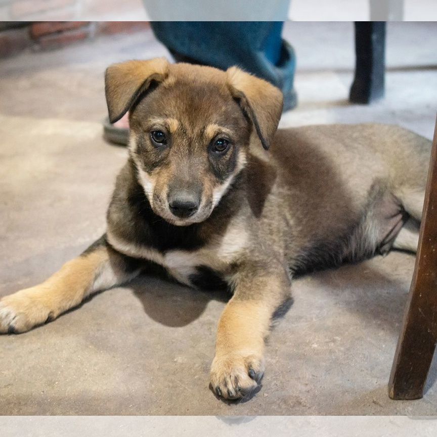 Ищем заботливых хозяев для удивительных щенков