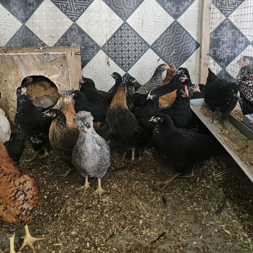 Цыплята разные породы несушки