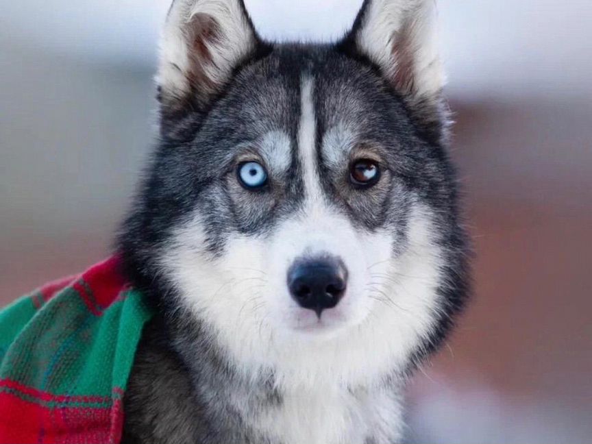 Идеальная девочка Рысь