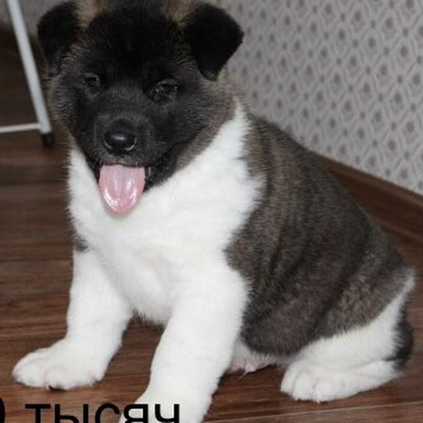 Американская акита, щенок