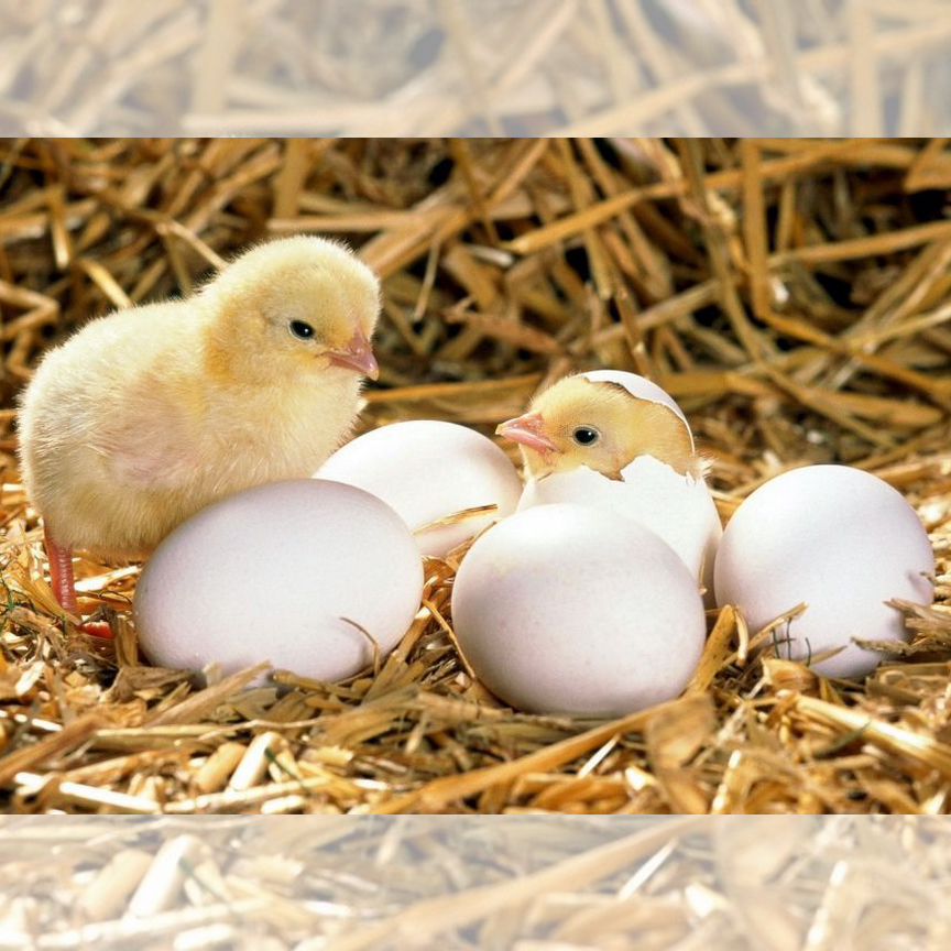 Кучинские цыплята