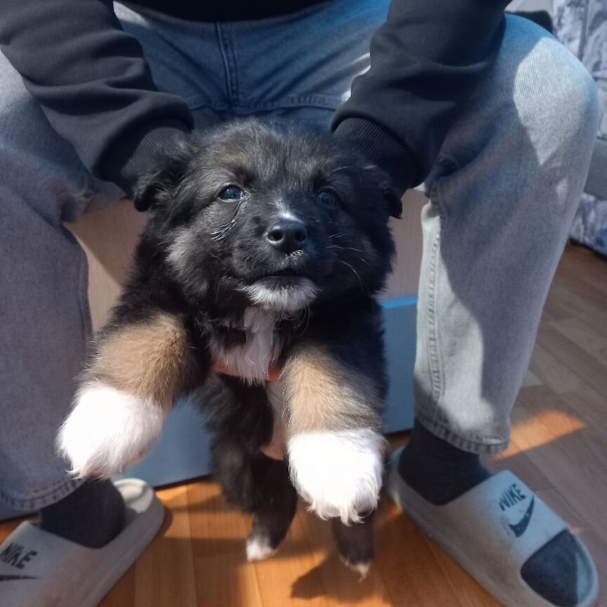 Собака в добрые руки