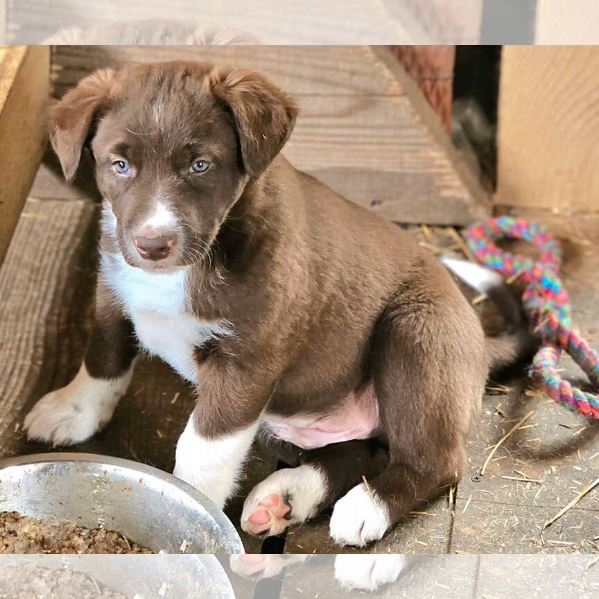 Щенок Алан 2м.В семью, коттедж, компаньоном