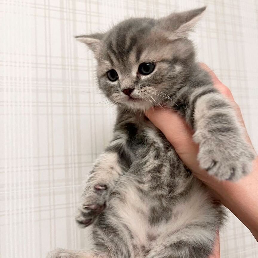 Шотландский котёнок