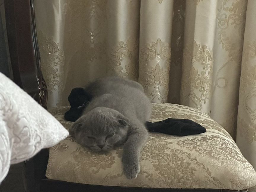 Кот
