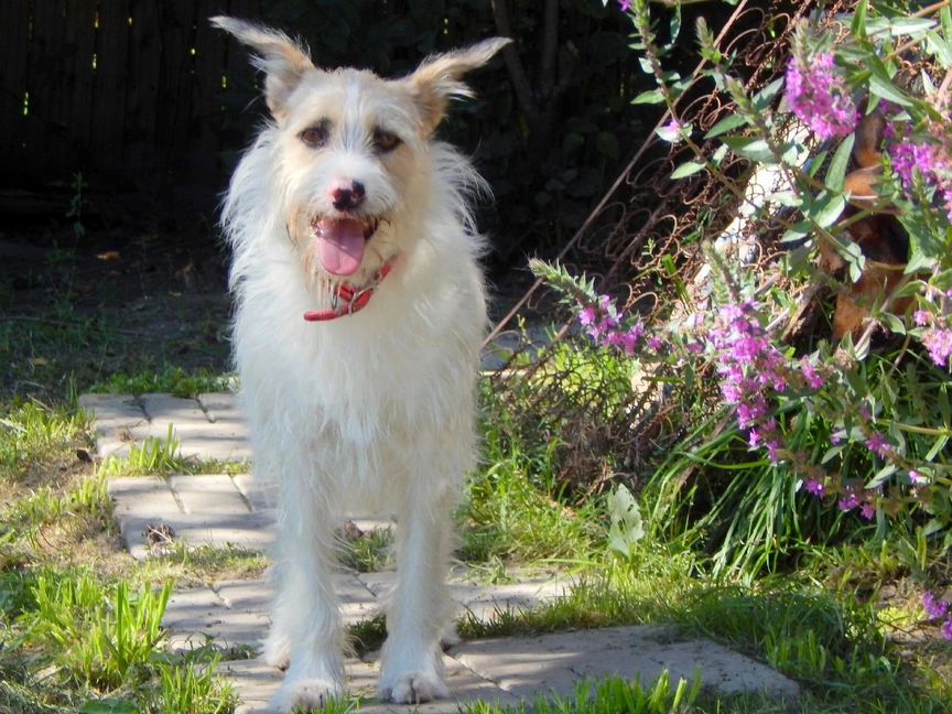 Милочка ищет дом/передержку