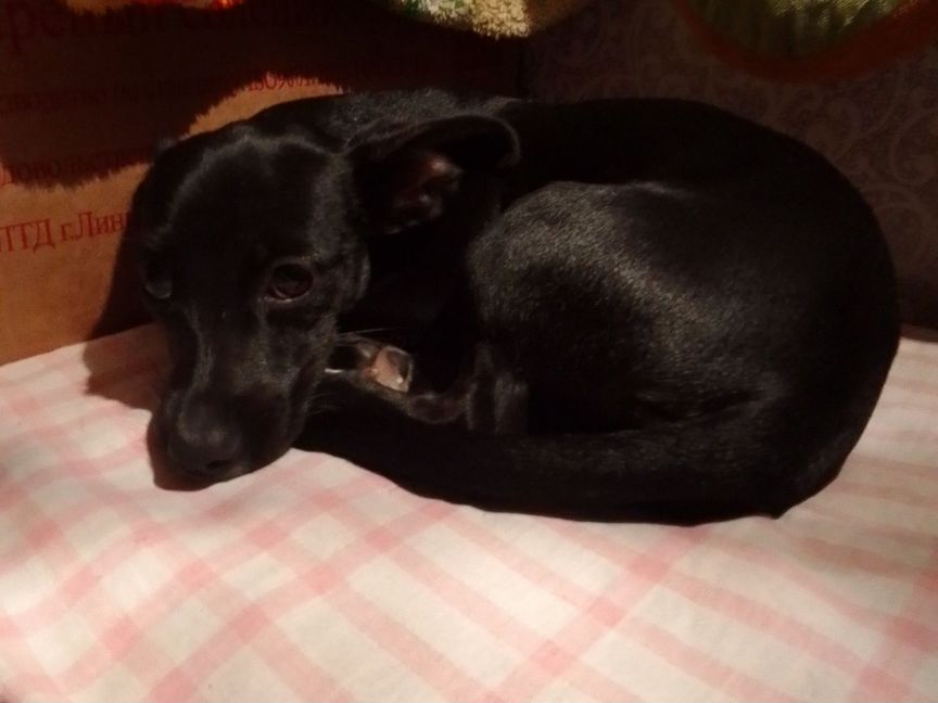 Собака в добрые руки