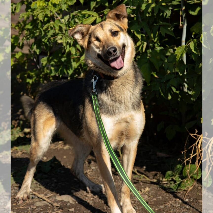 Отдам в заботливые руки