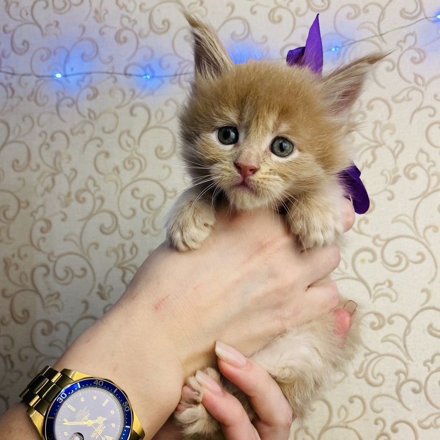 Котята мейн-кун