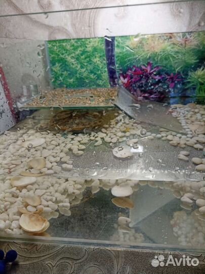 Черепаха с аквариумом