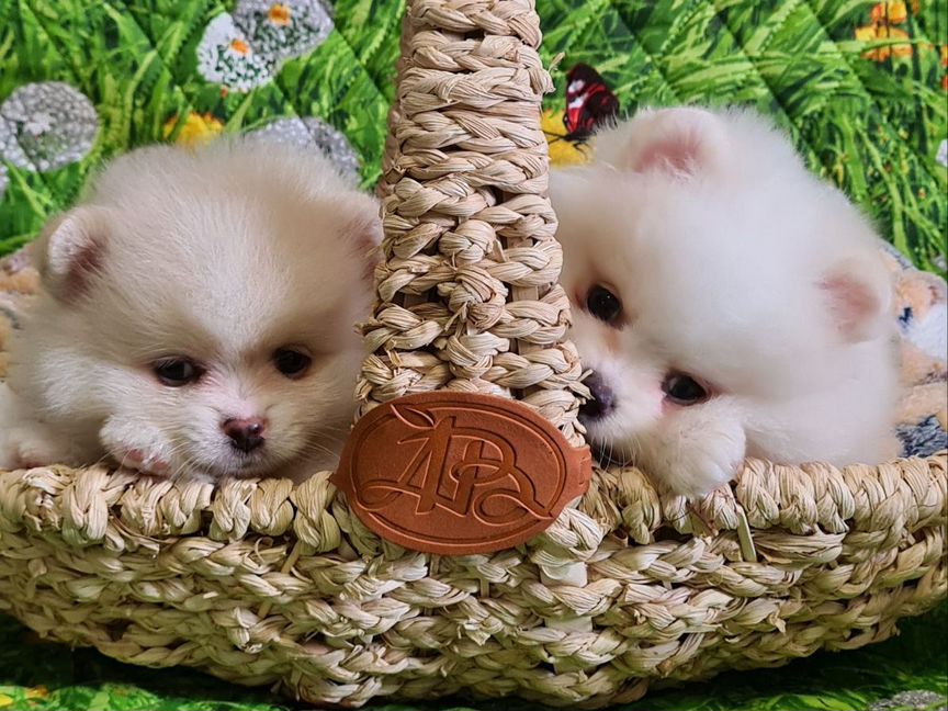 Померанские шпицы. Медвежата