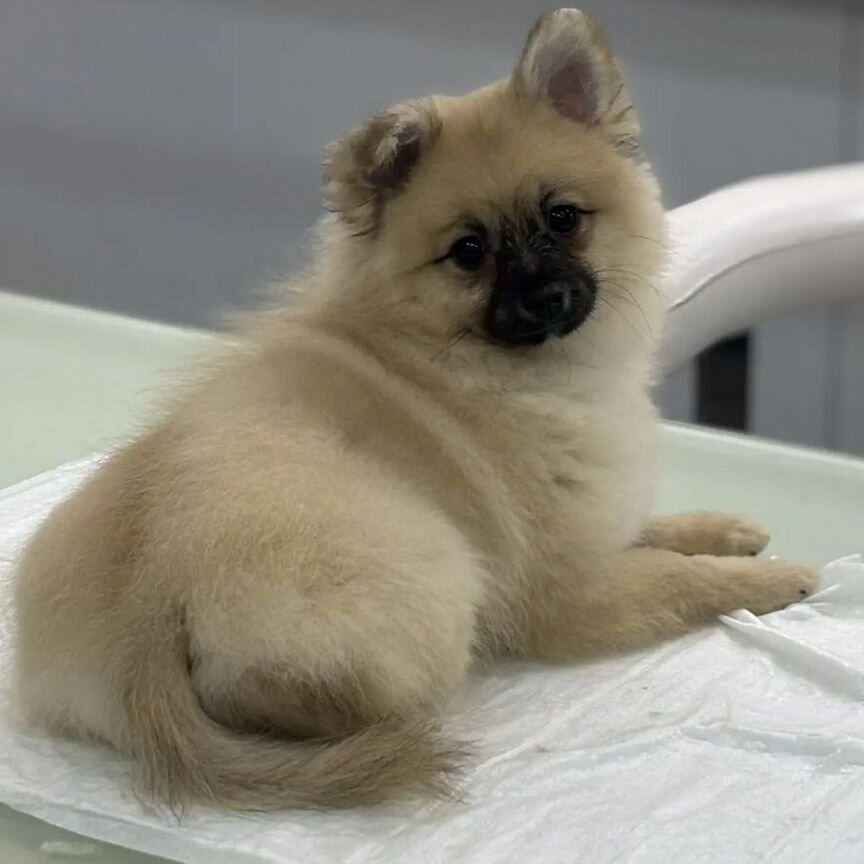 Померанский шпиц, щенок