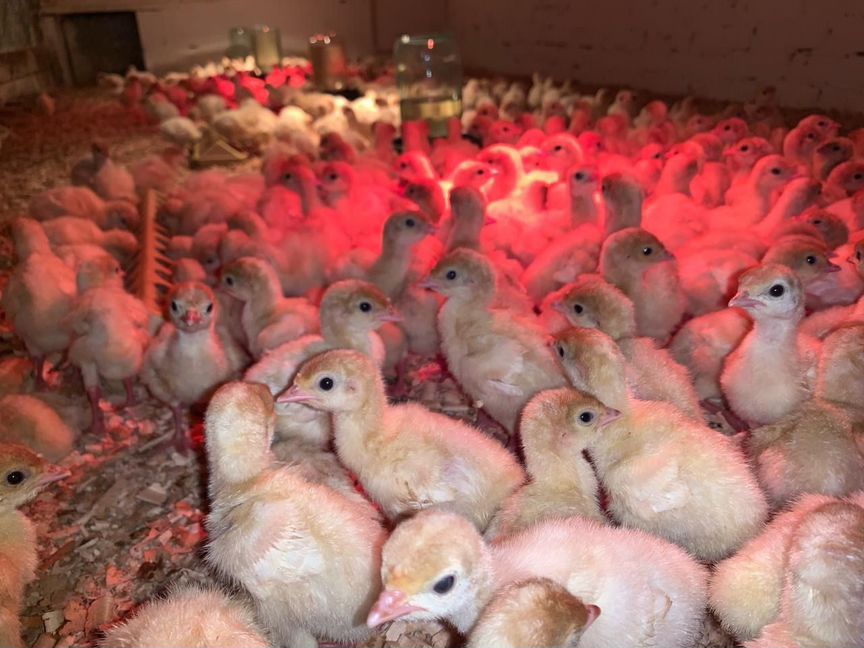 Индюшата суточные