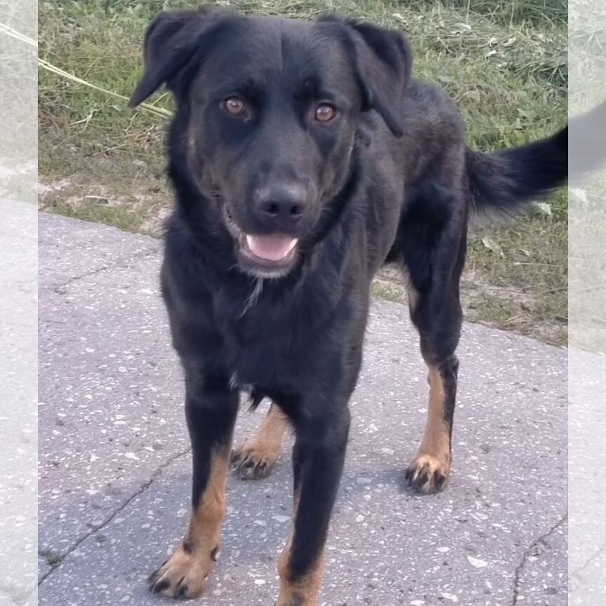 Взрослая собака в добрые руки