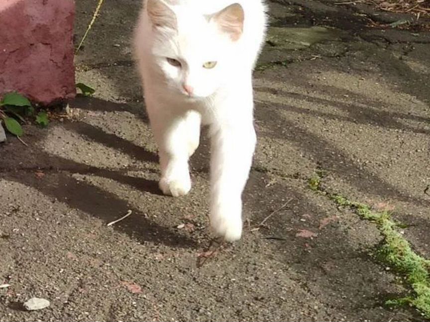 Белый котик заберите. Доставляем в другие города