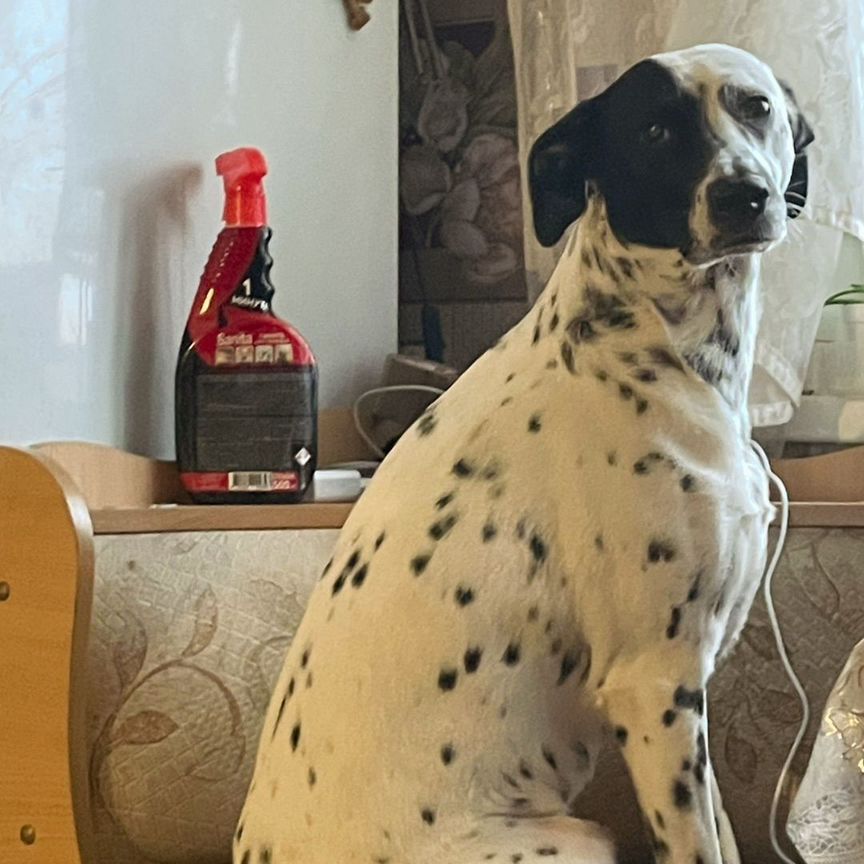 Долматинец бесплатно