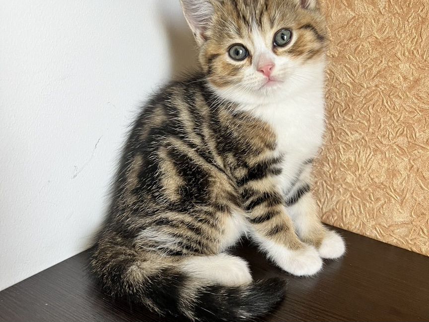 Шотландский прямоухий котенок