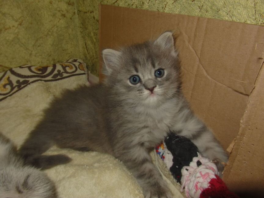 Котята