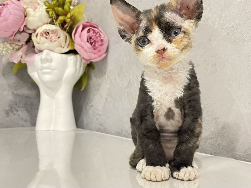 Кошечка на счастье