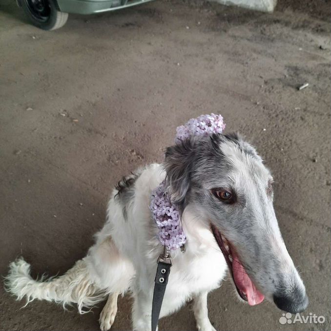 Русская борзая, девочка