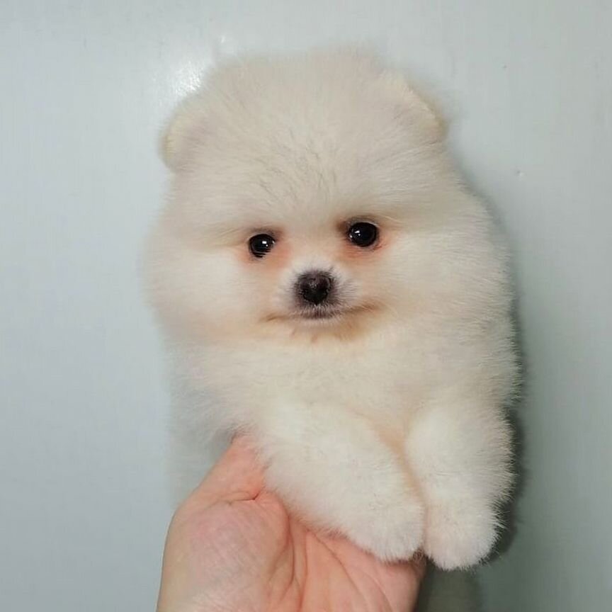 Щенки шпица