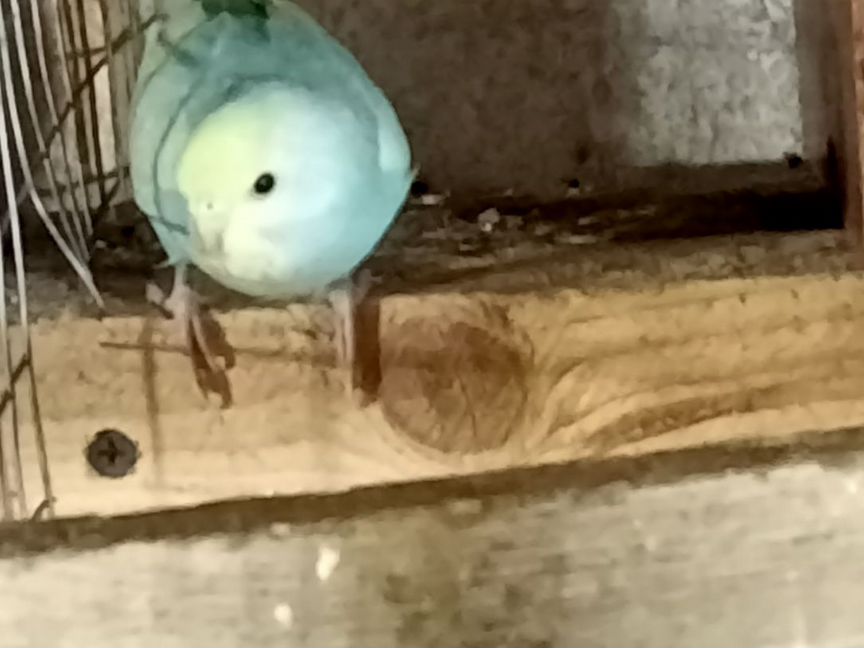 Птенцы волнистого попугая