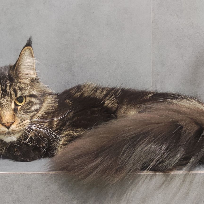 Мейн-кун 8 месяцев в добрый руки бесплатно