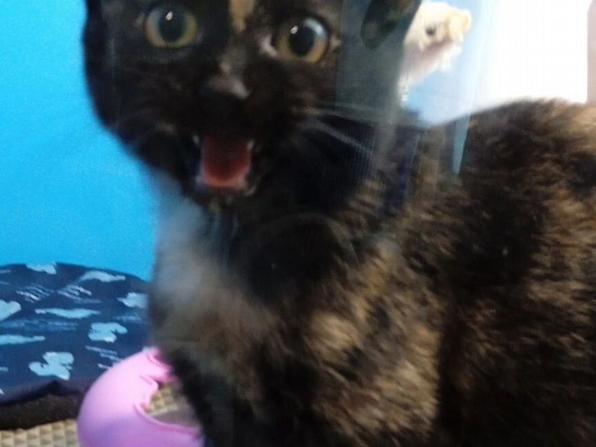 Котенок для любителей трехцветок