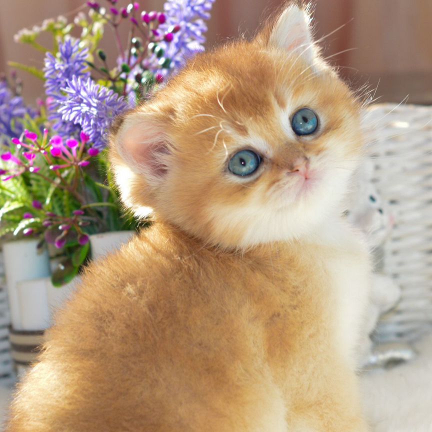 Шотландские золотые шиншиллы котята