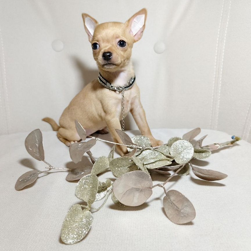 Чихуахуа, щенок