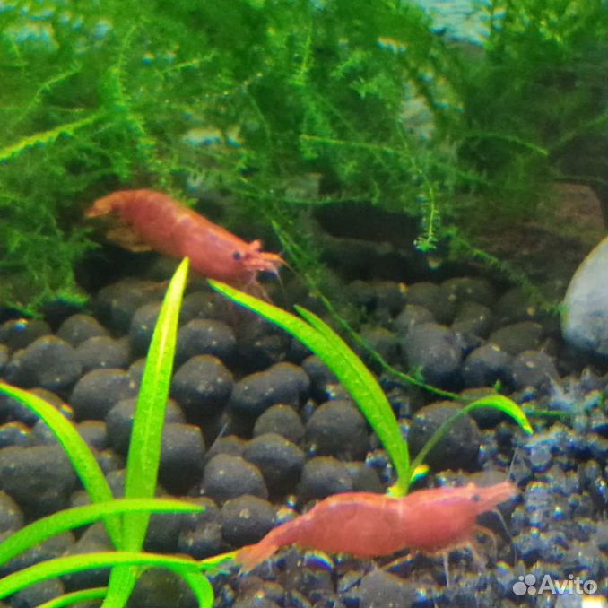 Креветки Red Cherry (Вишня)