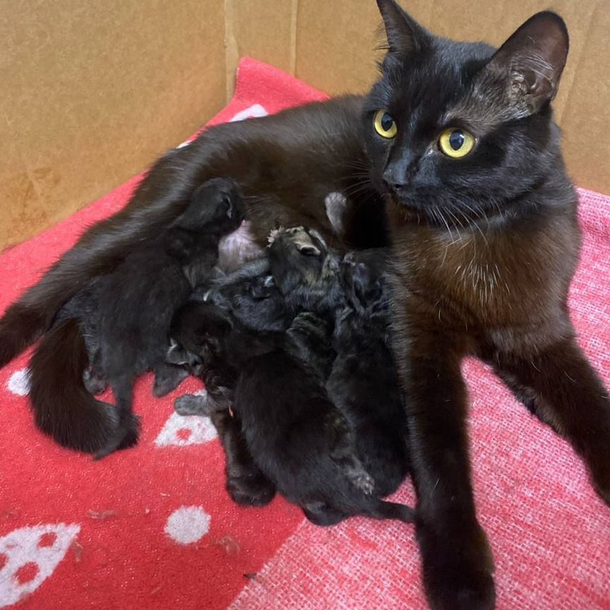 Мейн-кун котёнок