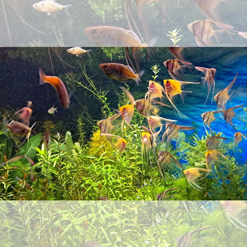 Рыбки скалярии