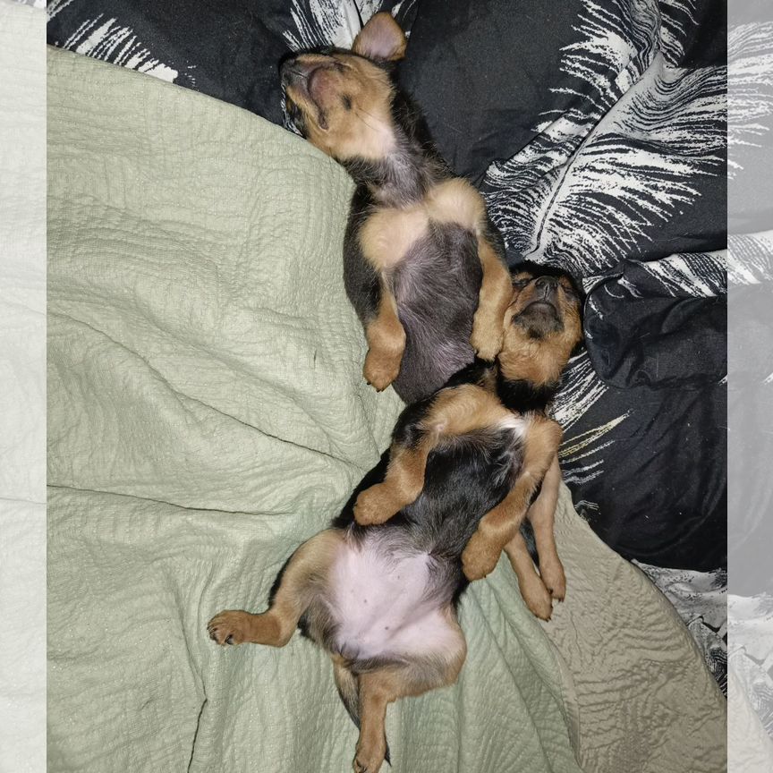 Русский той-терьер, щенок