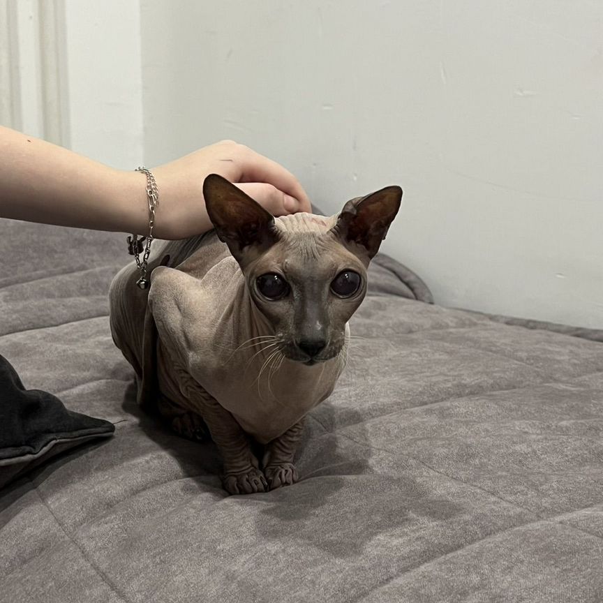 Канадский Сфинкс